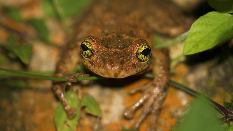 Limbless Amphibian Family of Caecilian Order Discovered In India