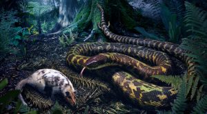 Yale Researchers Illuminate Major Evolutionary Patterns of Snakes