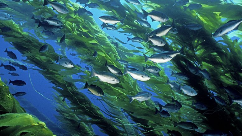 Ecosystems News - Page 2 of 3 - SciTechDaily