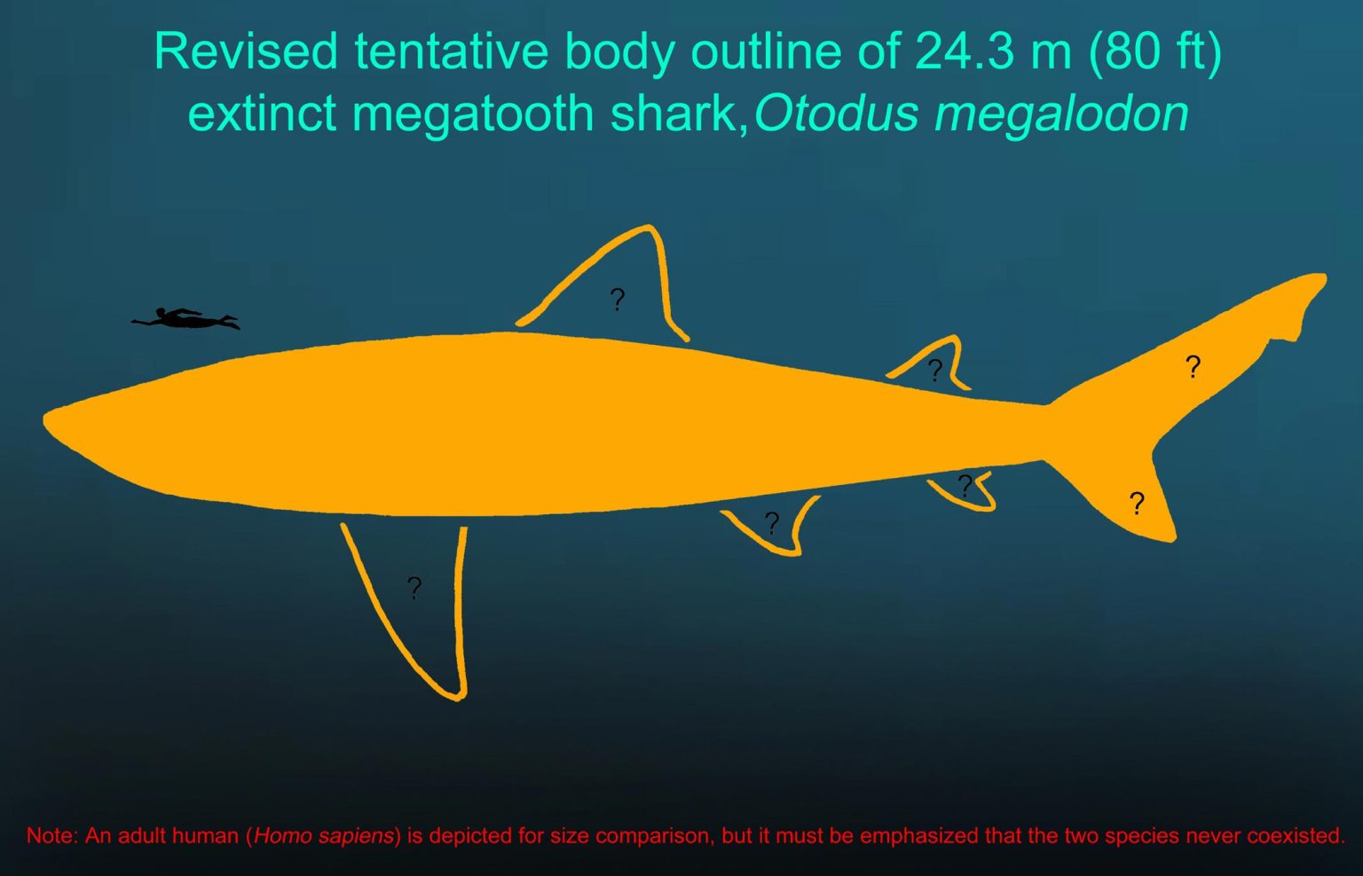 Bigger Than We Thought? Scientists Reveal New Megalodon Size Estimates