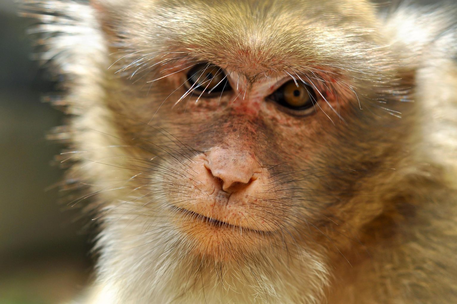 Parallels to HIV: Another Fatal Monkey Virus Could Be Poised for ...
