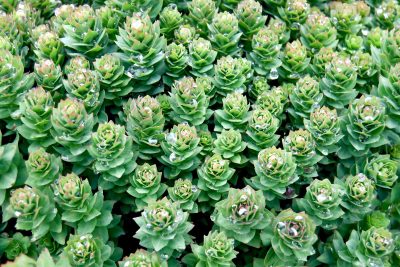 6 Impressive Health Benefits of Rhodiola Rosea (Golden Root)