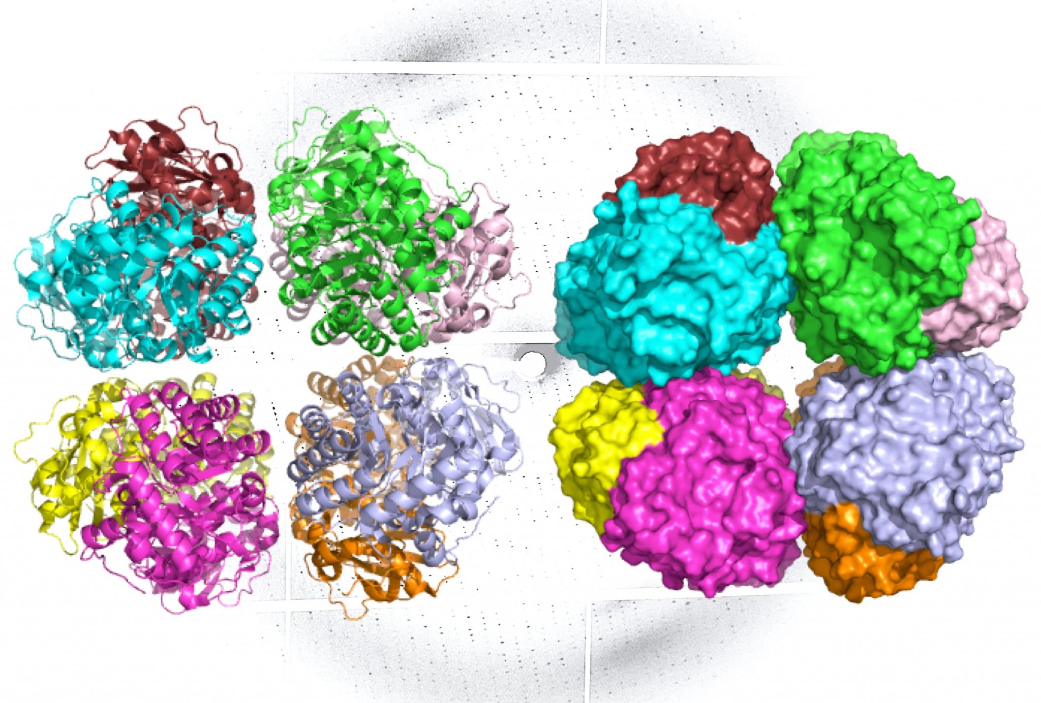 "Missing Link" Discovered in the Evolutionary History of Carbon-Fixing ...