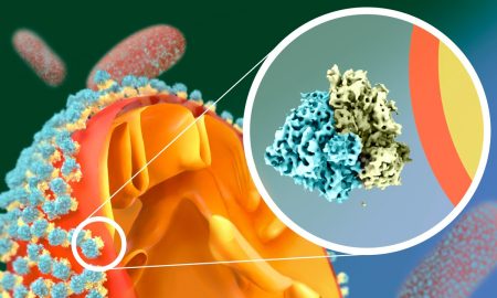 How Cells Outsmart Starvation: Scientists Discover Intriguing New Mechanism