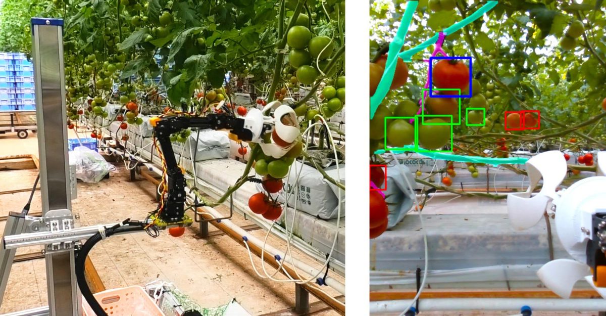 Robots That “Think Before They Pick” Could Transform Tomato Farming