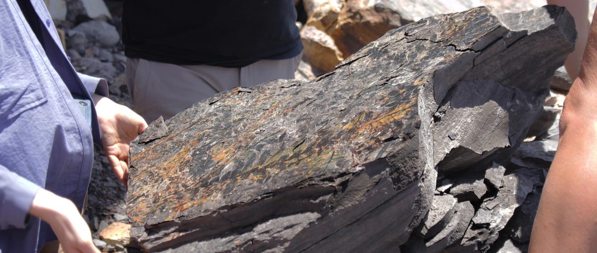 Ancient Fossils Reveal Survival Secrets of Earth’s Worst Mass Extinction