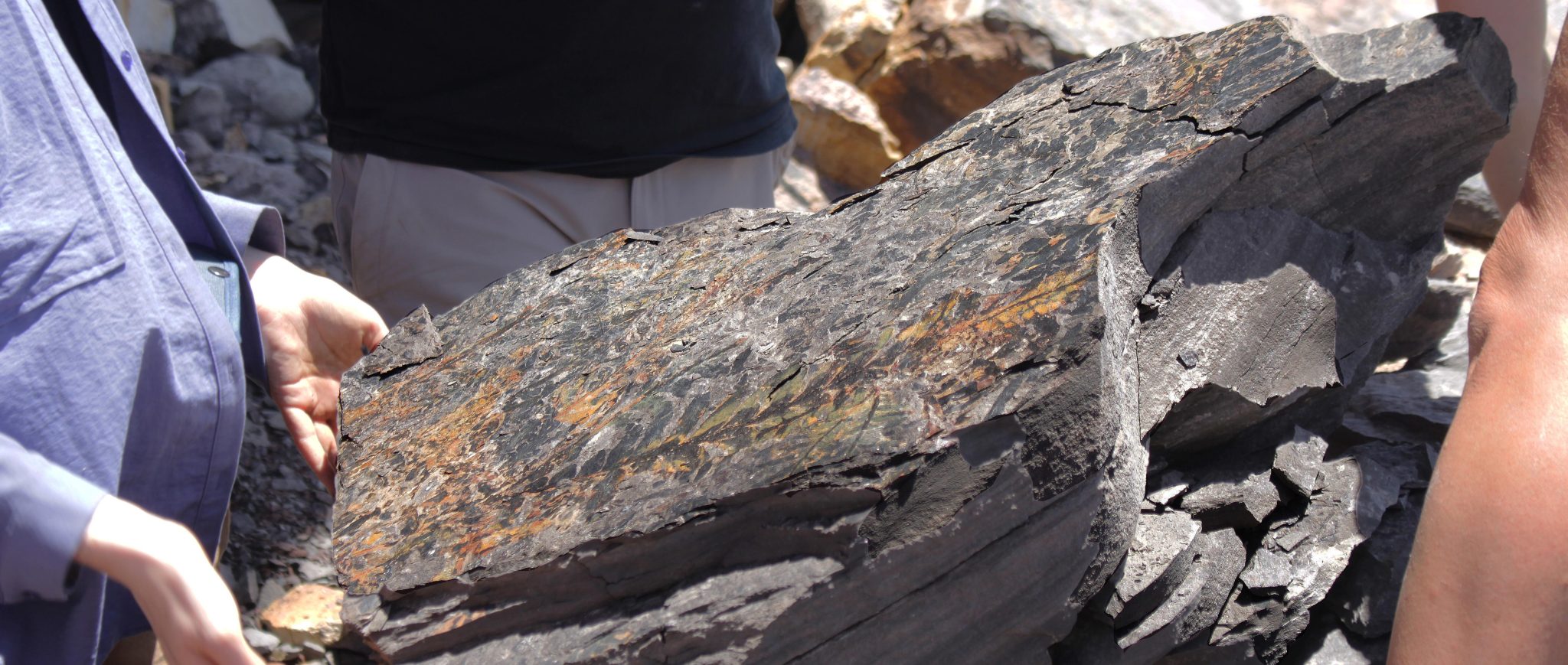 Ancient Fossils Reveal Survival Secrets of Earth’s Worst Mass Extinction