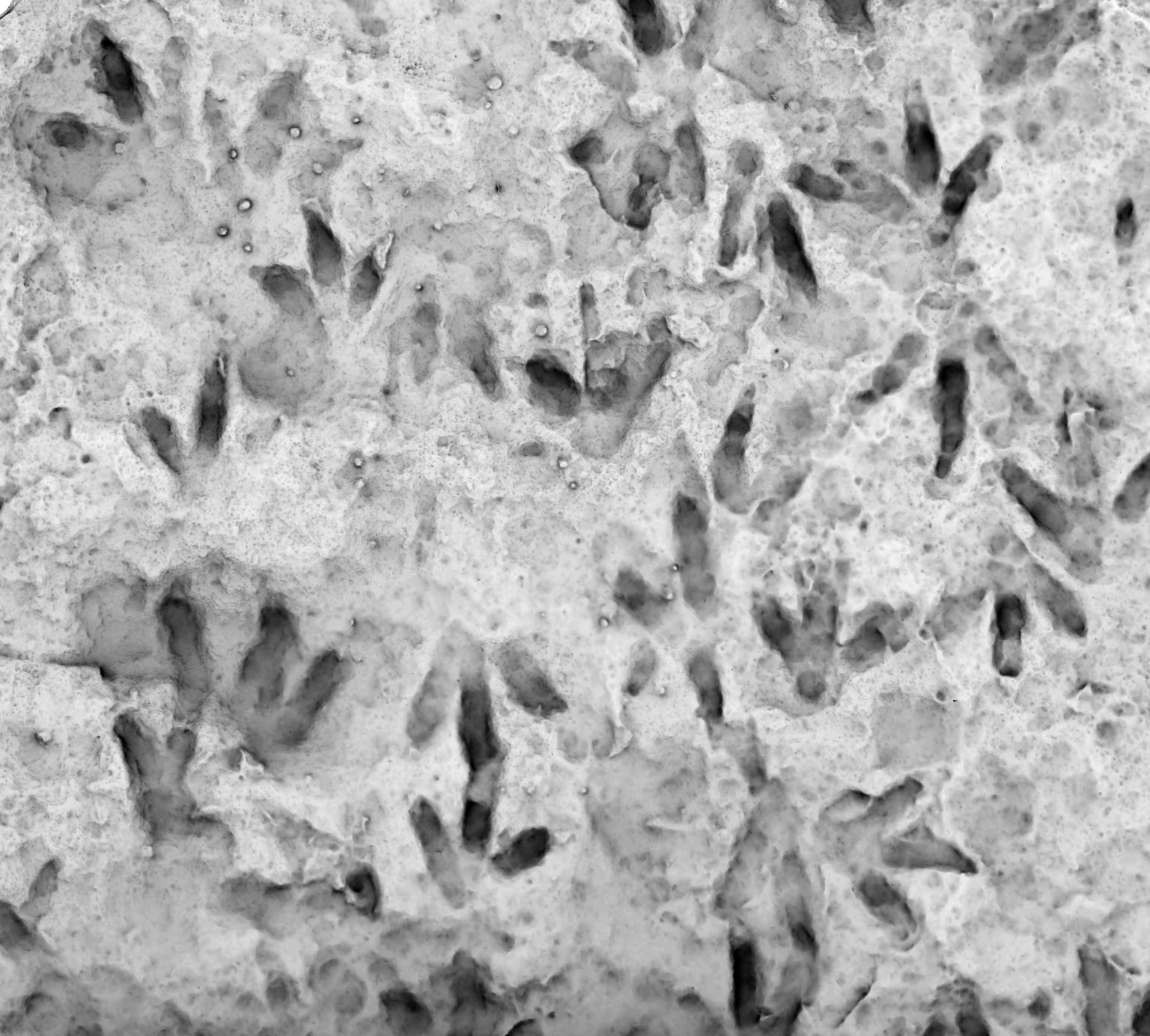 Fossil Jackpot! Researcher Uncovers 200-Million-Year-Old Dinosaur ...