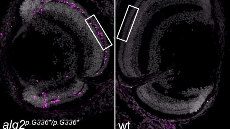 Latest Biology News & Discoveries: Cutting-Edge Research in Life ...