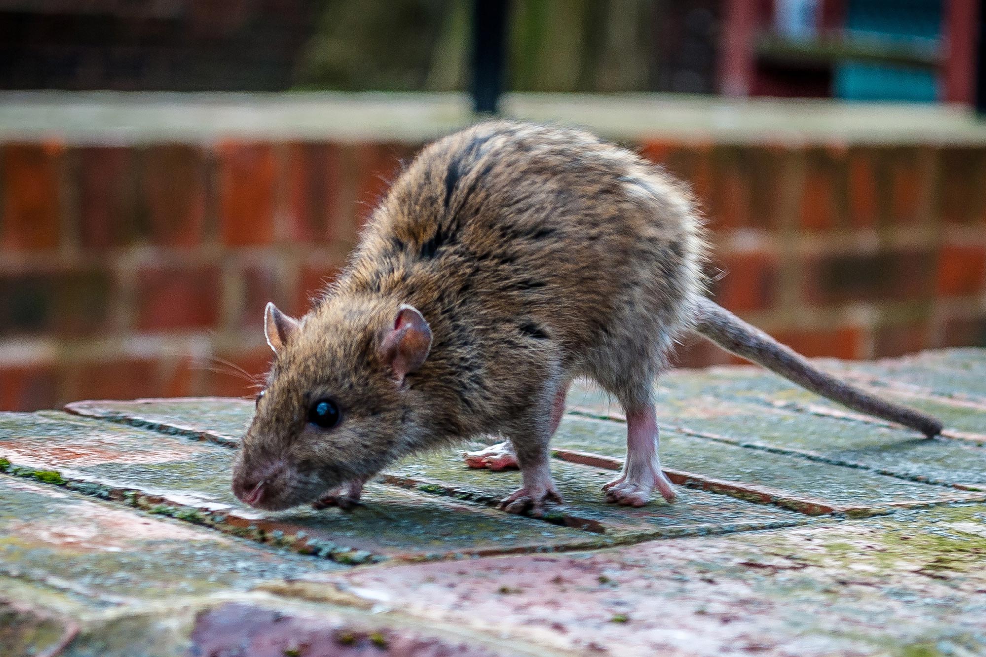 Warning Researchers Find New York City Rats Carry The COVID 19 Virus Warning Researchers Find New York City Rats Carry The COVID 19 Virus