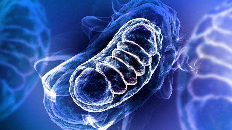 Immunobiology News - SciTechDaily