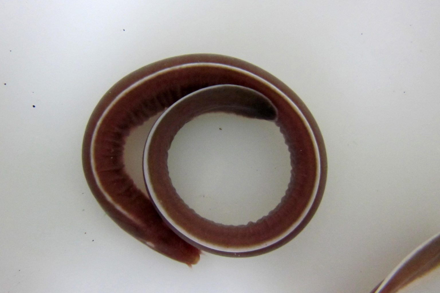 Pioneering Genomics: How the Myxini Sequencing Redefines Our ...