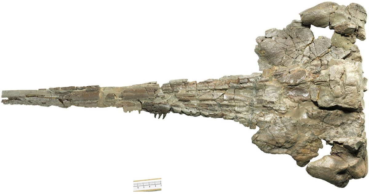 “Astonishing Results” – Scientists Reveal Secrets of Mysterious 22 ...