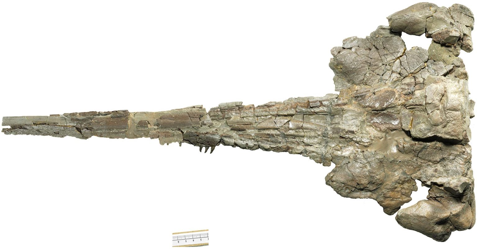 “Astonishing Results” – Scientists Reveal Secrets of Mysterious 22 ...