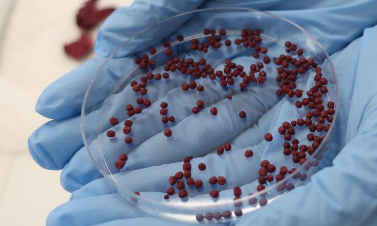 Roselle: A Hero Ingredient To Help Manage Obesity