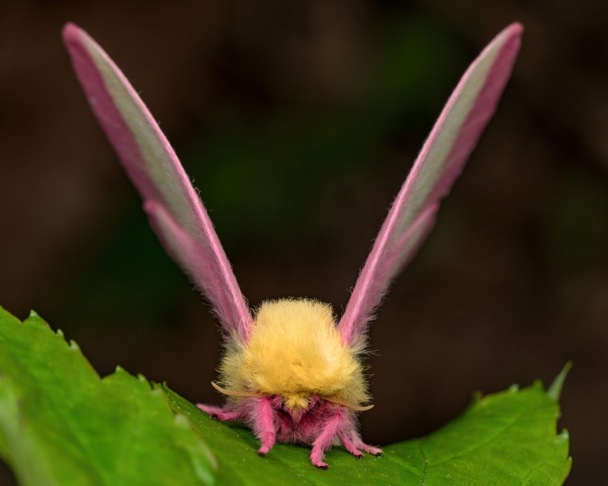 How Moths Time Their Evolution With Genetic Clockwork