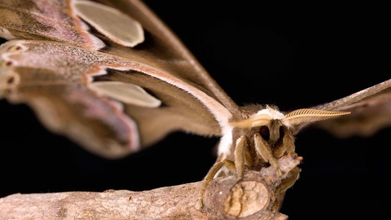 3D Renderings of Carboniferous Period Insects