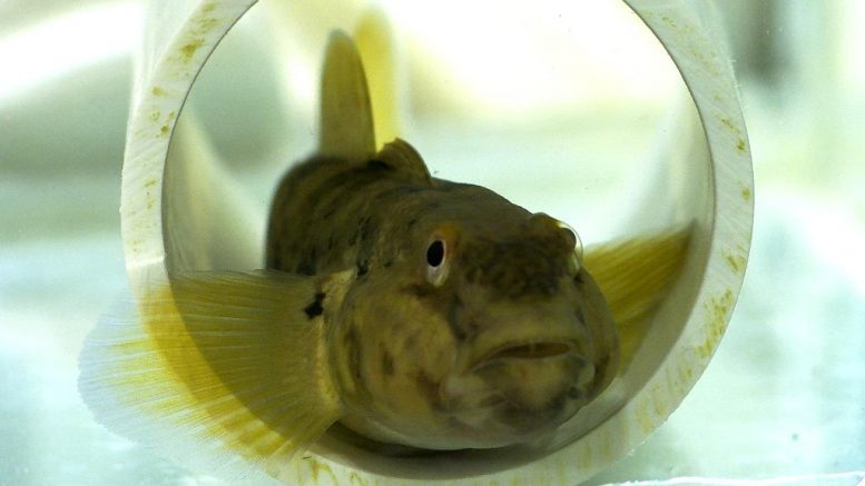Nopili Goby, The Waterfall Climbing Fish