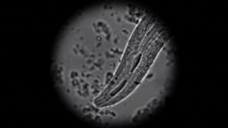 Tasting Light: Mapping the Cellular Circuits Behind Spitting