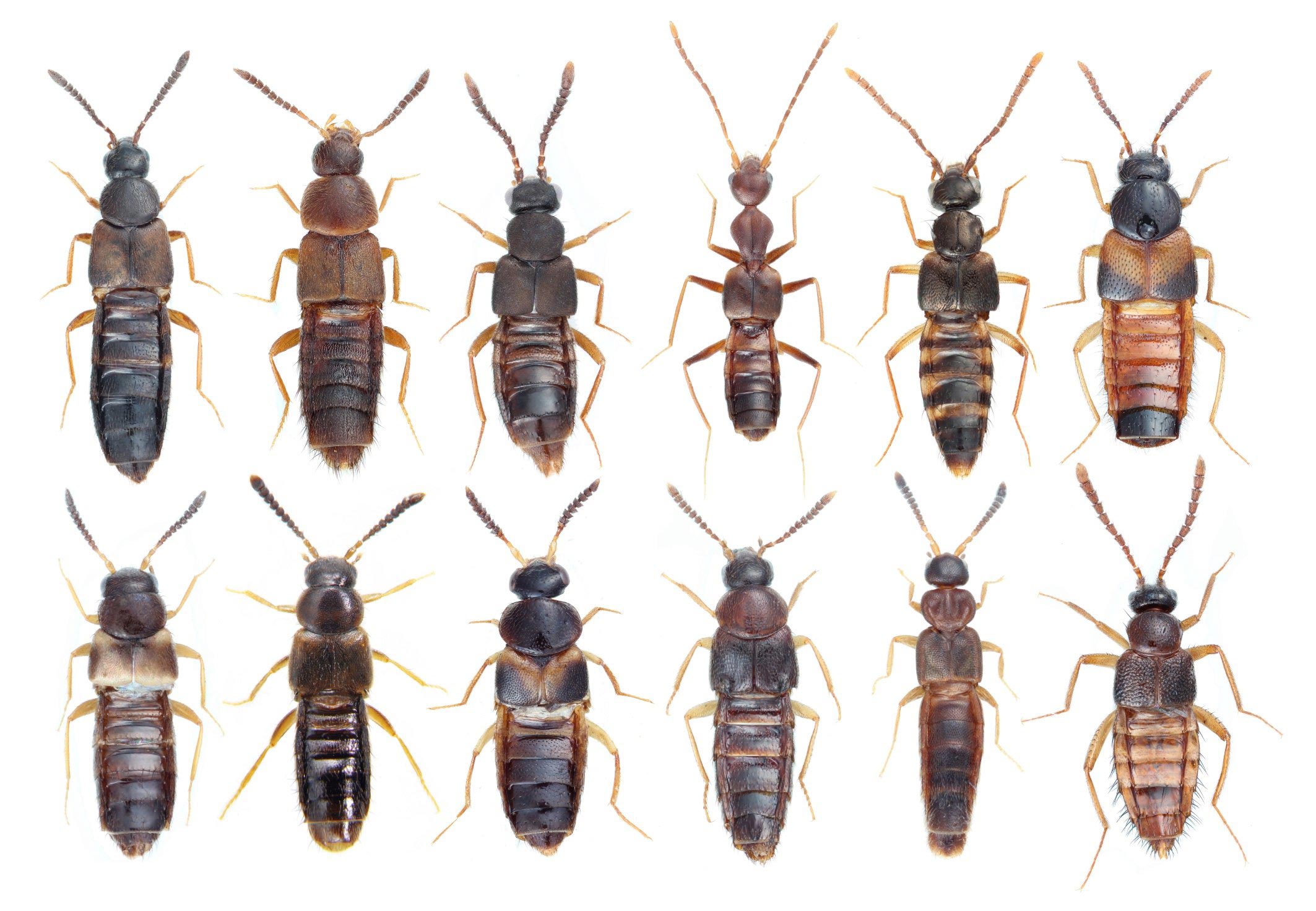 Hidden Alchemy: How Beetles Conquered Earth by Evolving Their Own ...