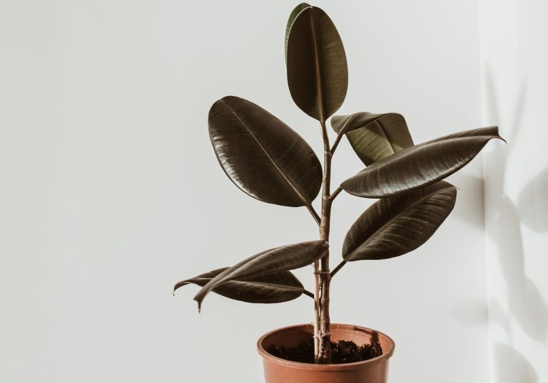 5 Best Air-Purifying Plants for Your Home