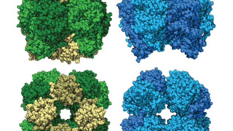 Engineers Develop Multifunctional Flexible Robots Using MORPH System