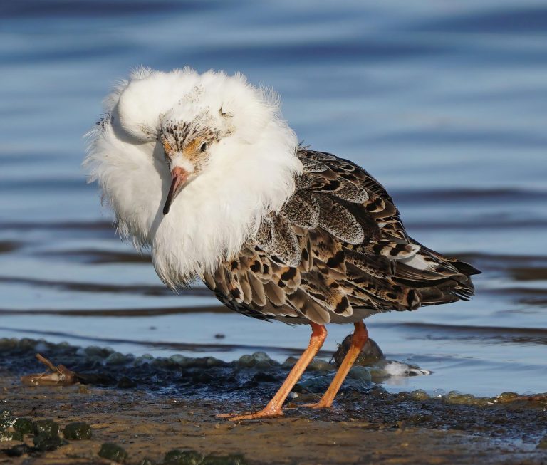Super Enzyme That Controls Testosterone Found in “Crazy” Bird Species