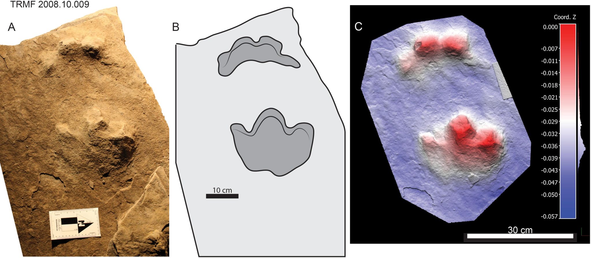 Dino Mystery Unlocked: 100-Million-Year-Old Footprints Reveal Missing ...