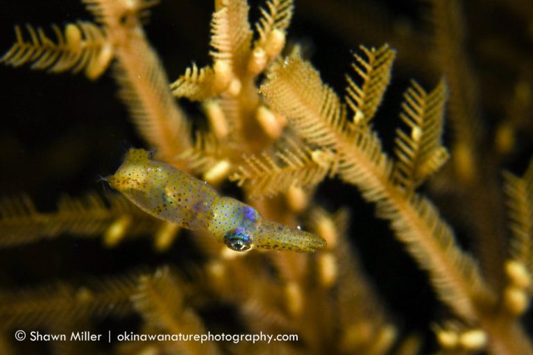 Tiny Titans of the Sea: Scientists Discover Two New Species of Pygmy Squids