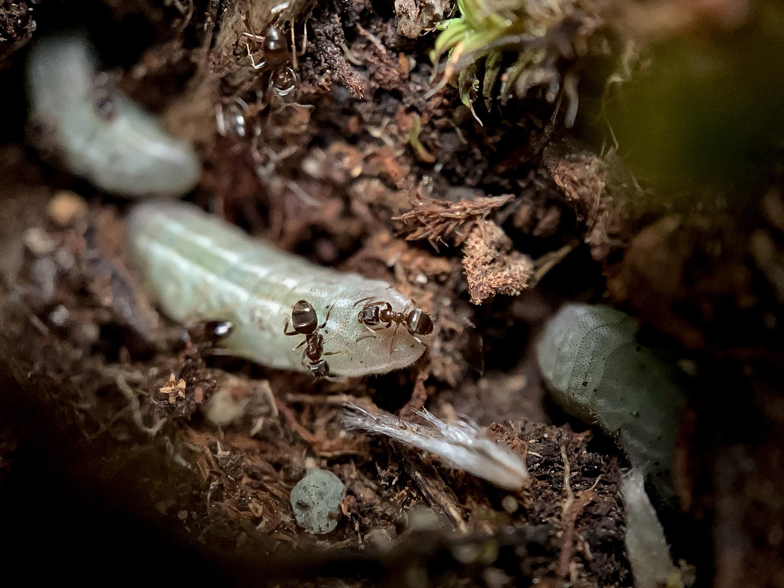 Hidden for 40,000 Years: Scientists Discover “Odd” New Butterfly Species