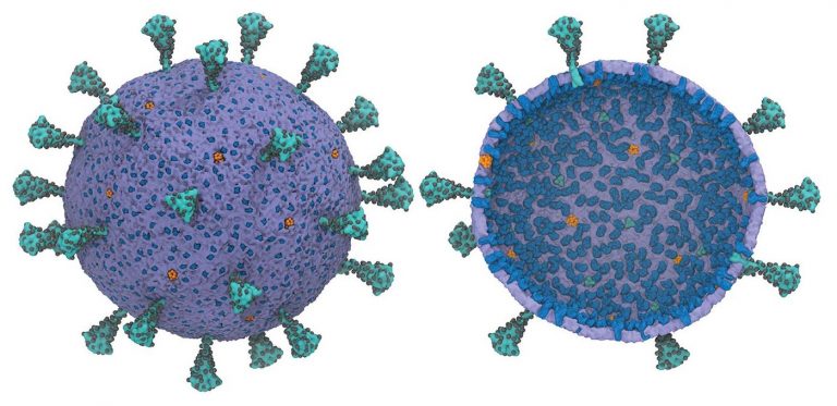 Pioneering Computational Model of Entire SARS-CoV-2 Virus Responsible ...