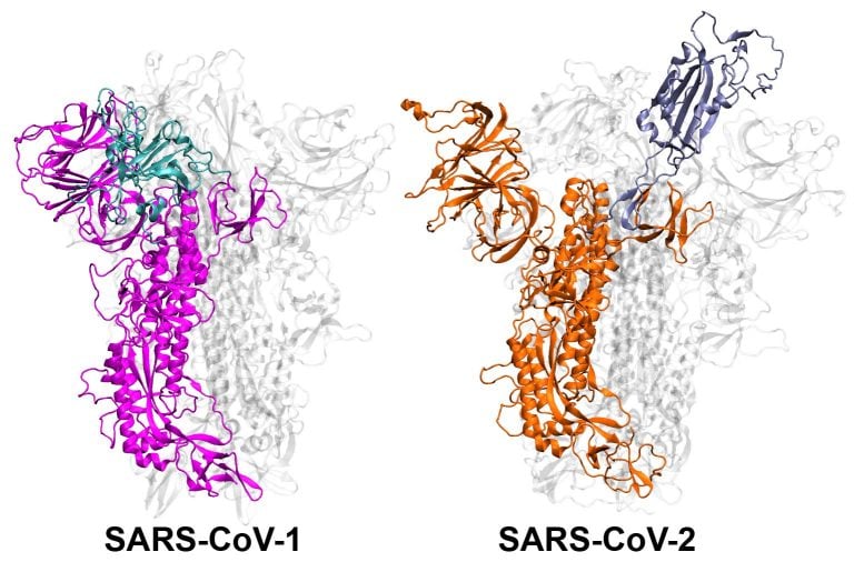 SARS vs. COVID-19: Why Some Coronavirus Strains Are More Infectious ...