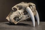 Killer Smiles: Why Saber-Toothed Teeth Were Evolution’s Masterpiece
