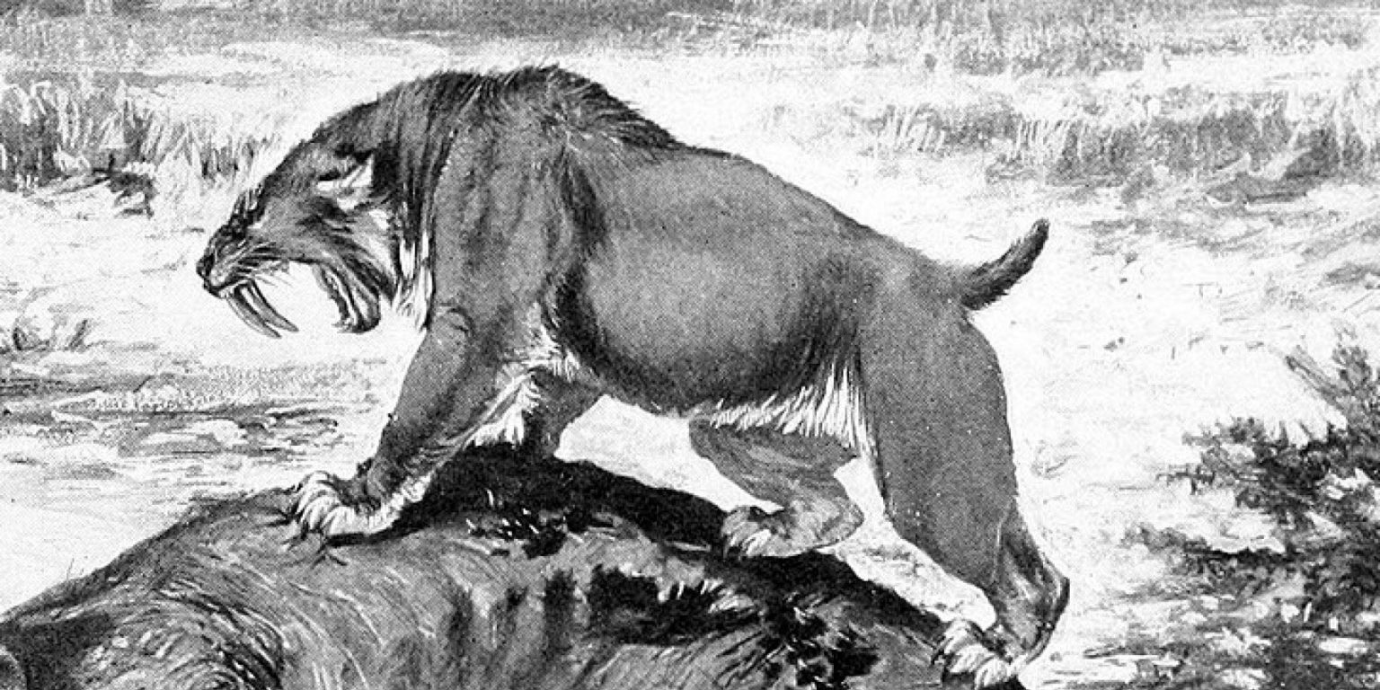 Joint Diseases Plagued the Ice Age’s Fierce Predators: Sabertooth Cats ...