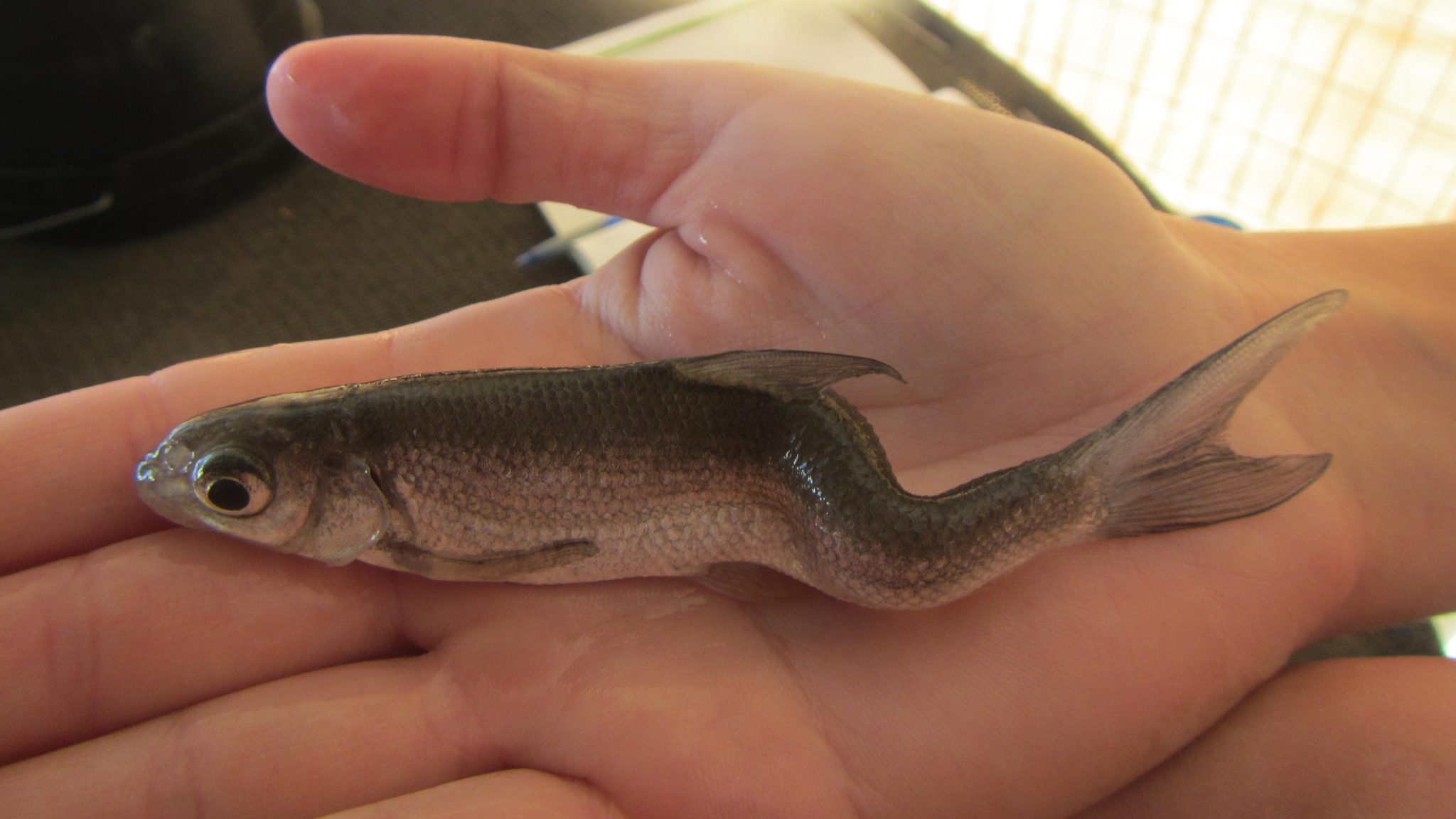 How Ear Bones of a Fish Unraveled the Mystery of Spinal Deformities