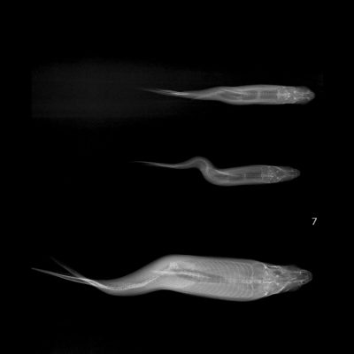 How Ear Bones of a Fish Unraveled the Mystery of Spinal Deformities