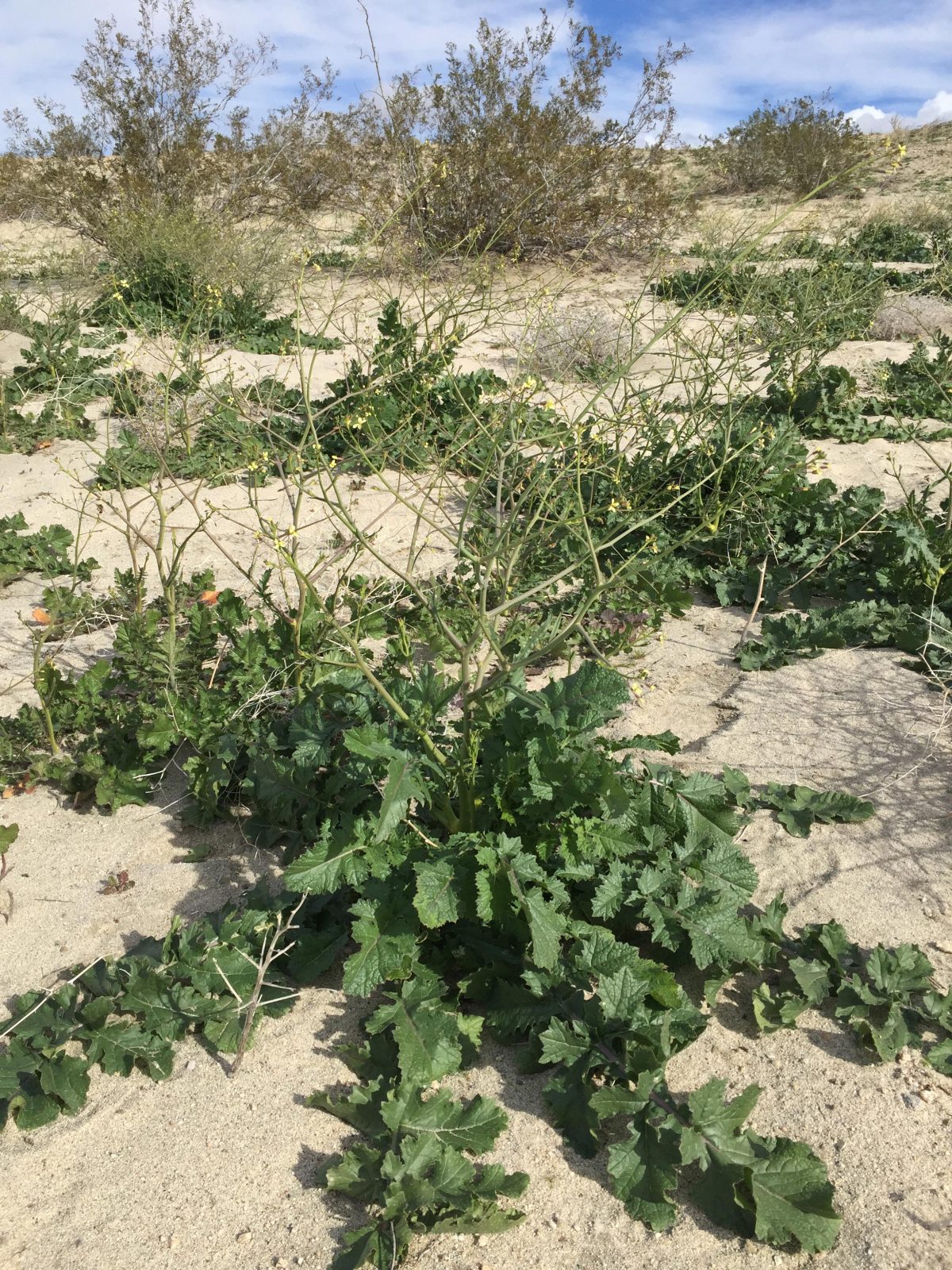 California Deserts Are Under Attack: Invasive Weed Devastates Native ...