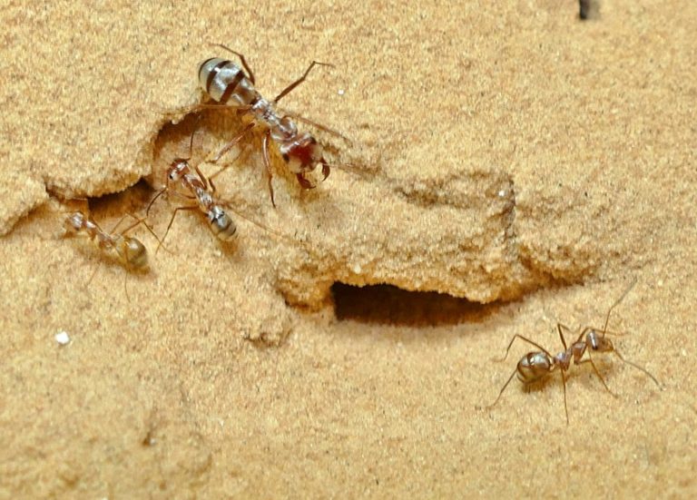 Recording Breaking Speed: World’s Fastest Ant Clocked at 855mm/s, an ...