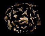 A Lost Sea Cow World Resurfaces Beneath Qatar’s Desert