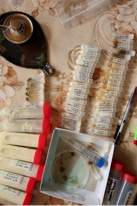 Scientists Rediscover a Nearly Forgotten Yogurt Recipe With a ...