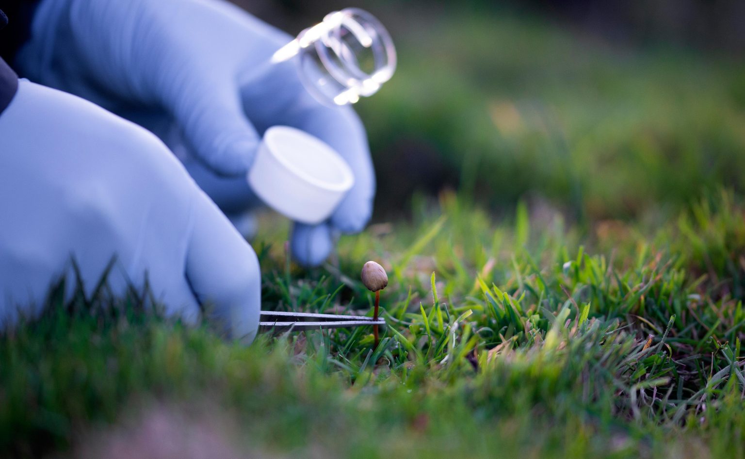 Psychedelic Sorcery: How Do Mushrooms Become Magic?