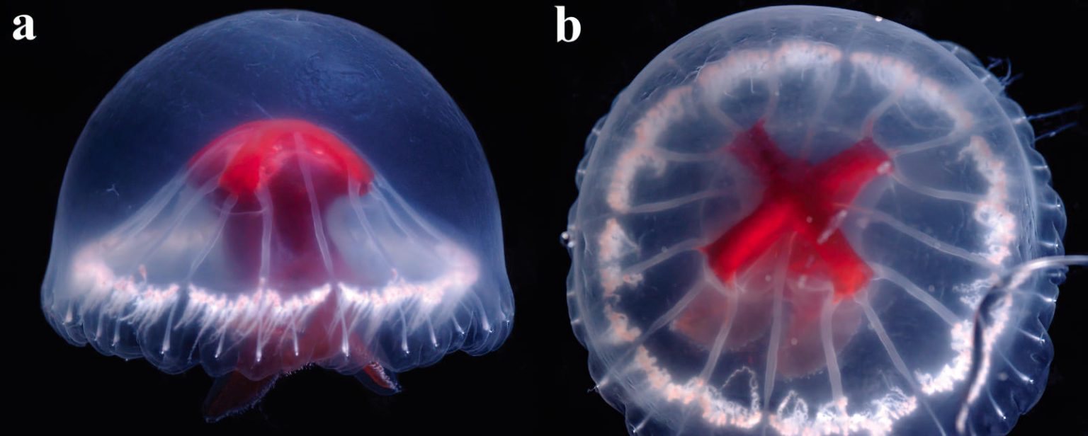 Scientists Discover Mysterious New Species of Medusa in a Remote ...