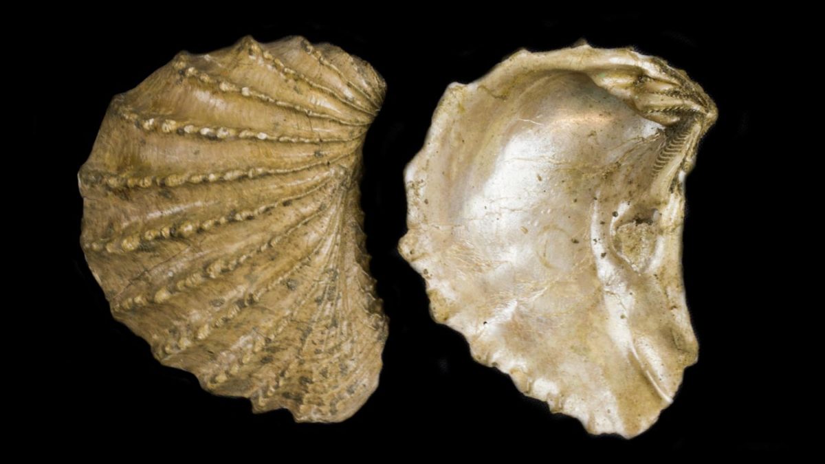 The “Extremely Unlikely” Finding That Changes How We See Mass Extinction