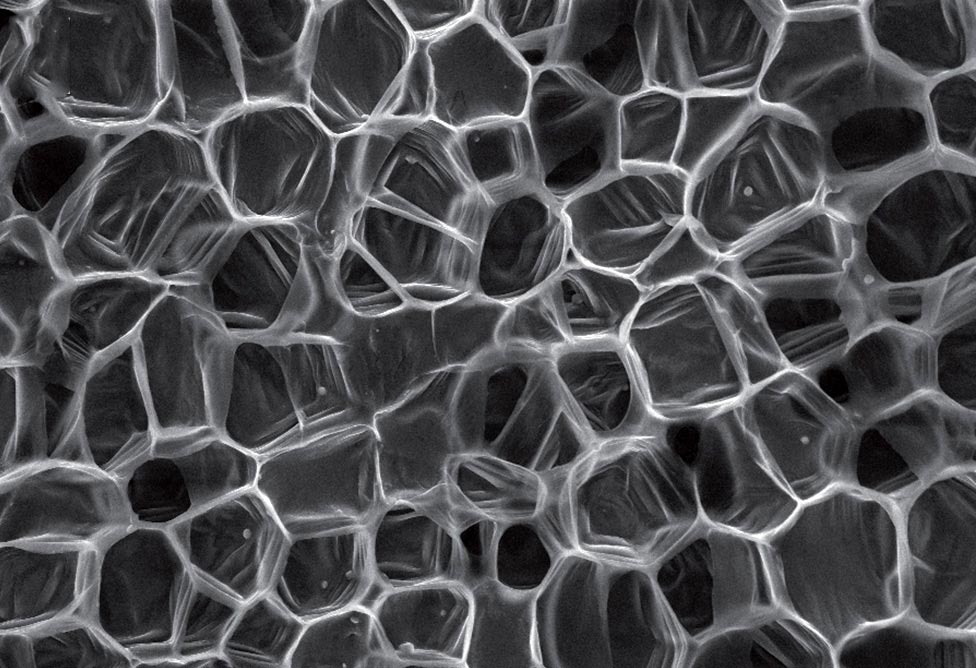 Microstructures of Plants May Lead to New Bio-Inspired Materials