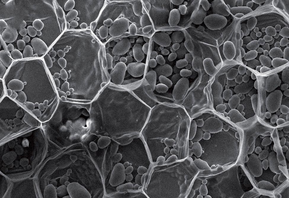 Microstructures of Plants May Lead to New Bio-Inspired Materials