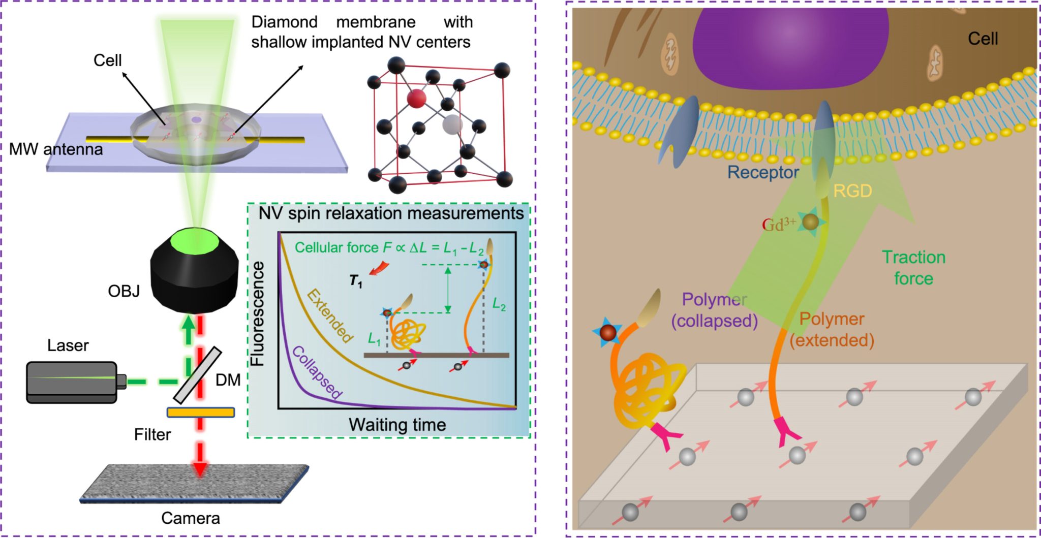 New Quantum-Enhanced Microscopy Unveils Cellular Force Secrets