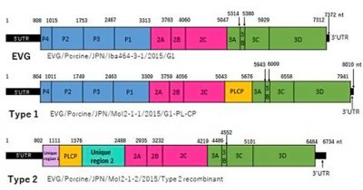 Novel Virus Type Uncovered – Researchers Believe It Holds Secrets of ...