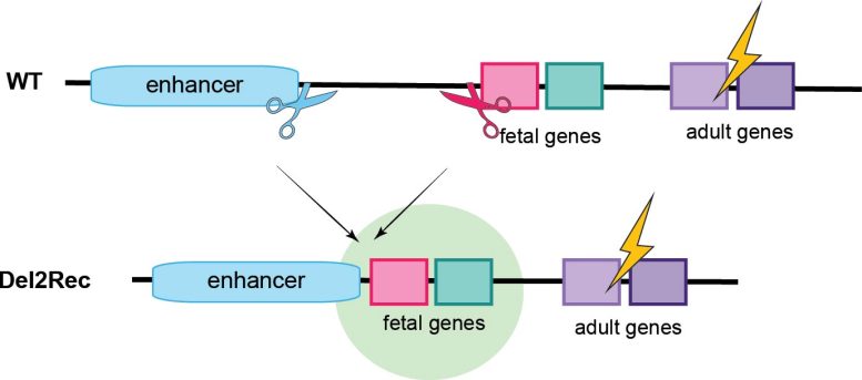 “Delete-To-Recruit” – Scientists Discover Simpler Approach to Gene Therapy