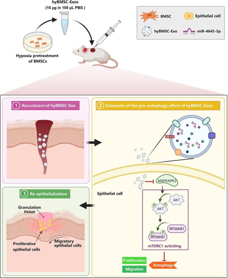Stem Cell Magic: Scientists Unveil New Superhero for Healing Diabetes ...