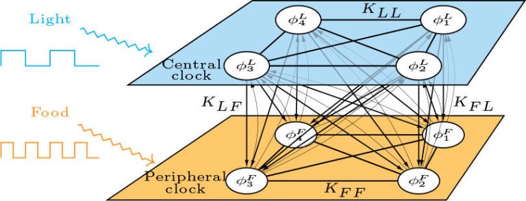 Rewiring Time: How Synchronizing Your Internal Clocks Can Ease Jet Lag ...